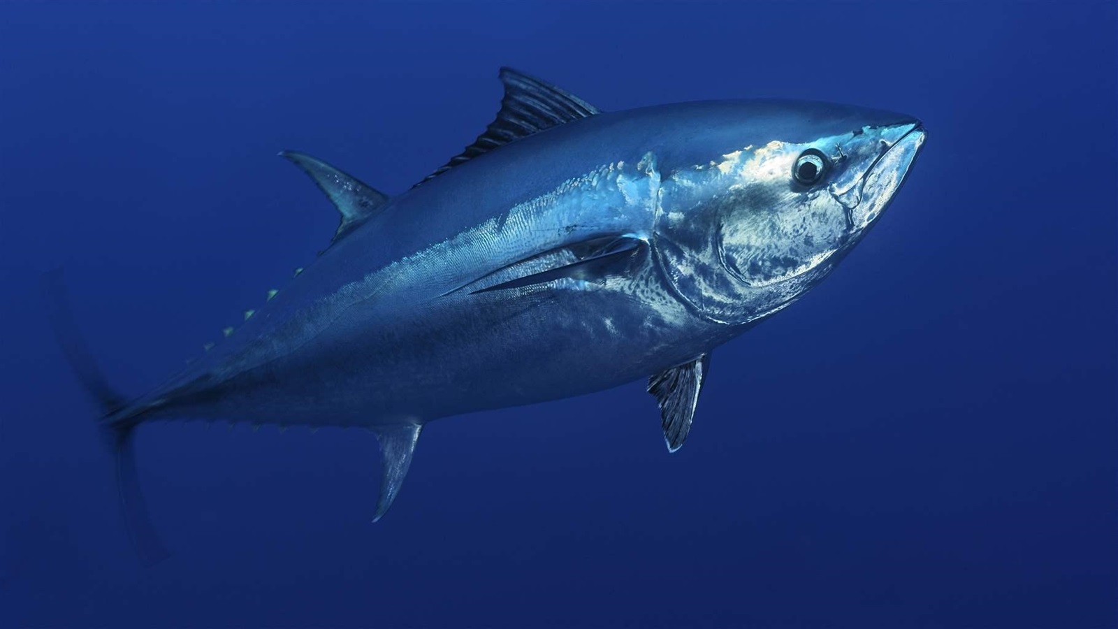 The Global Value of Tuna | The Pew Charitable Trusts