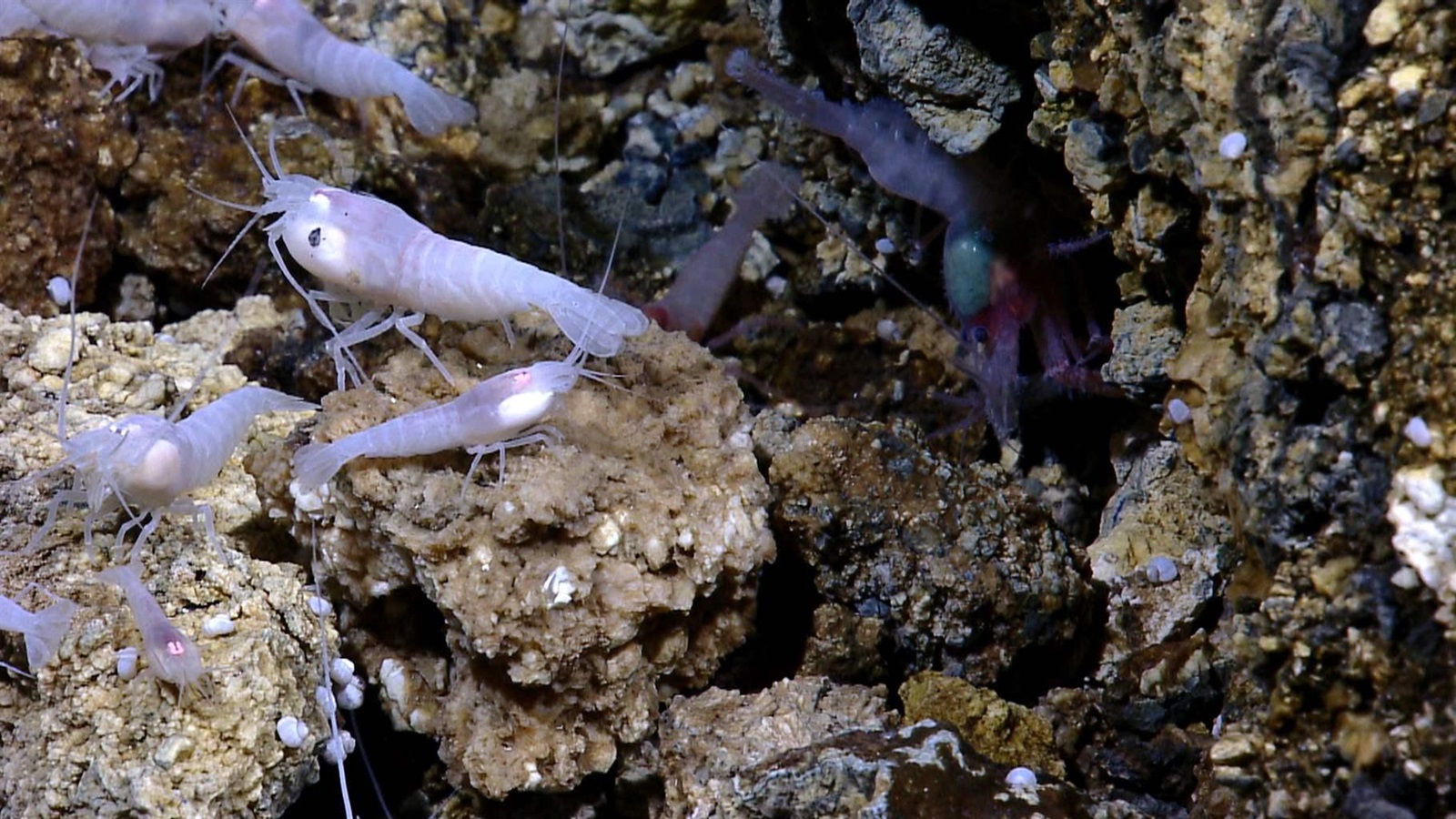 Global Leaders Must Act to Protect Ocean Life from Seabed Mining ...
