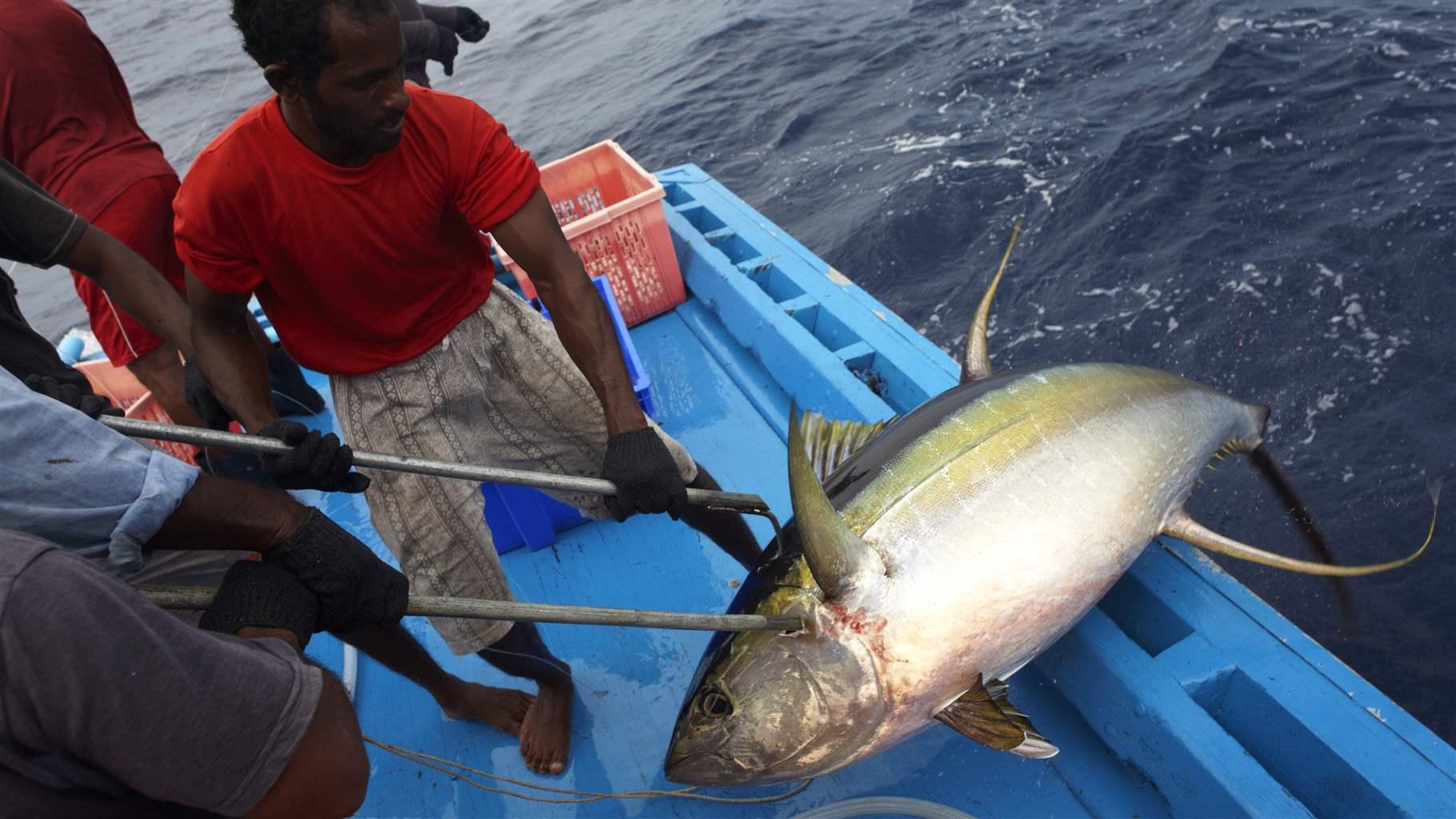 To Save Indian Ocean Yellowfin Tuna From Overfishing, Managers Must Act ...