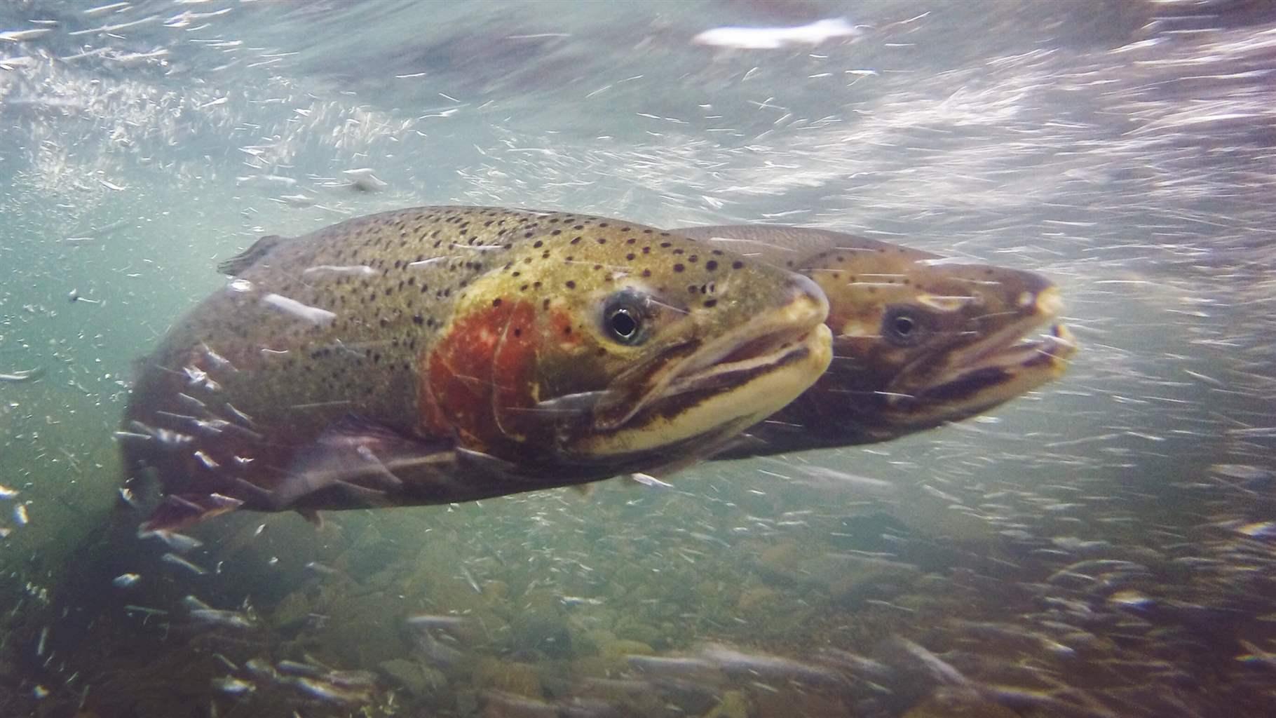In Oregon, Removing River Barriers Helps Fish—and Communities—Thrive ...