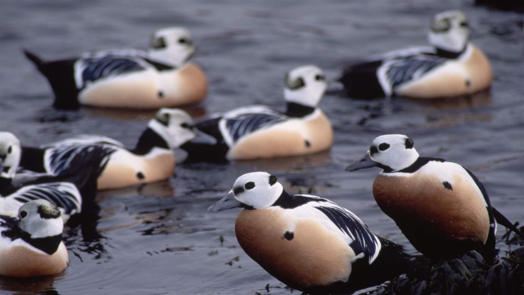 National Petroleum Reserve-Alaska at Risk From Oil and Gas Development ...
