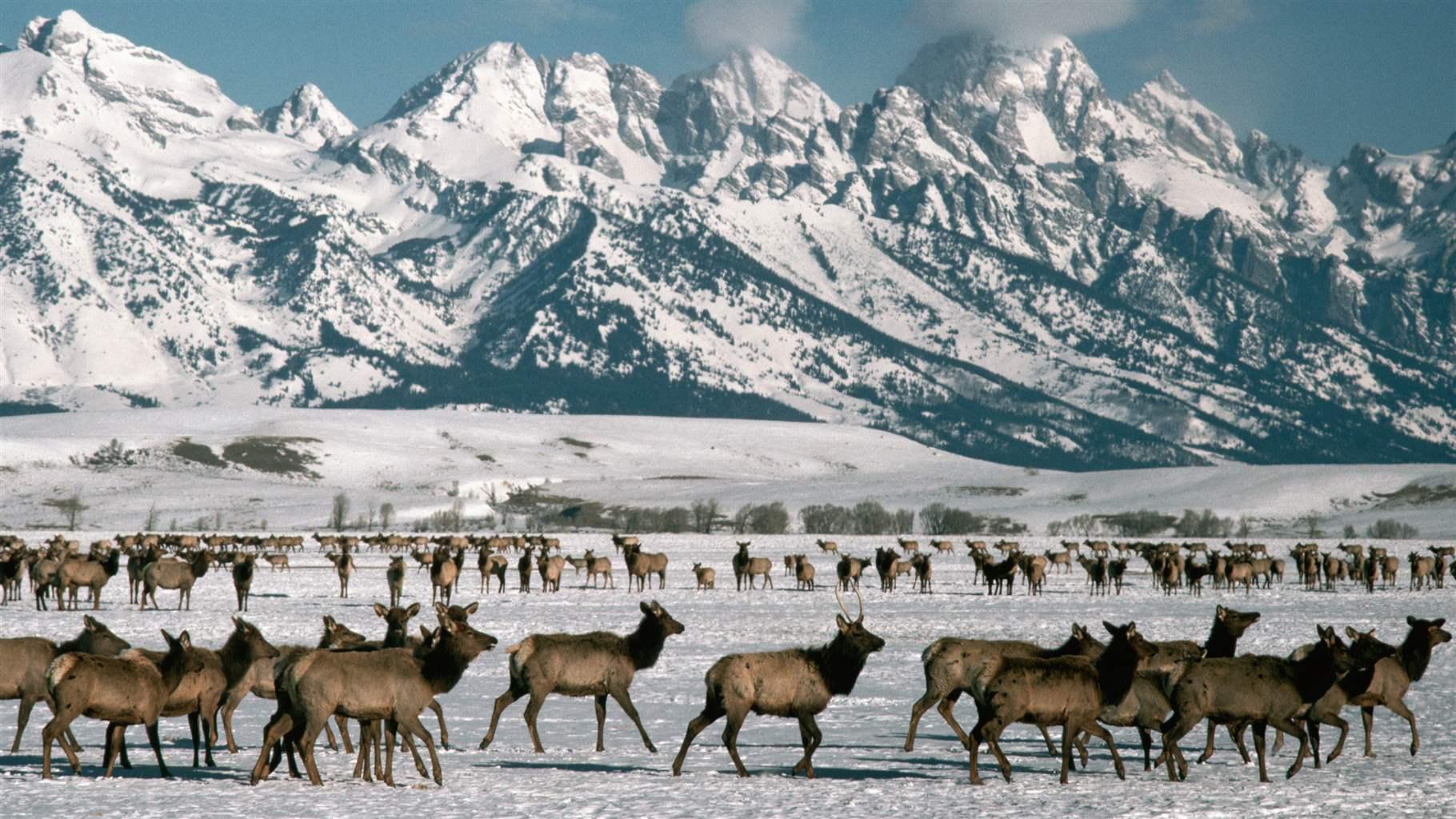 How Wildlife Corridors Protect Animals and People | The Pew Charitable ...