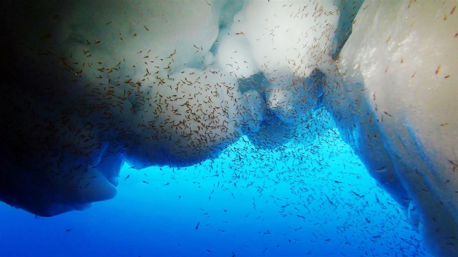 Southern Ocean Research Expedition Goes Full Steam Ahead Despite ...