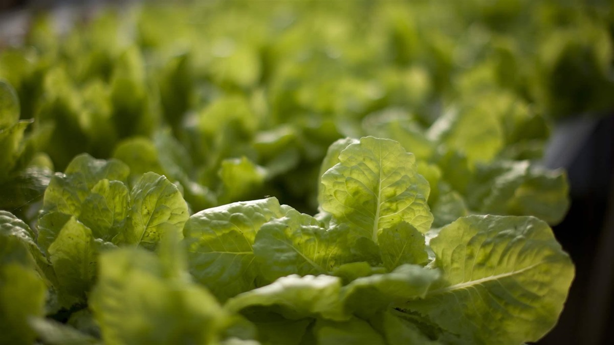 A Guide for Conducting a Food Safety Root Cause Analysis | The Pew ...