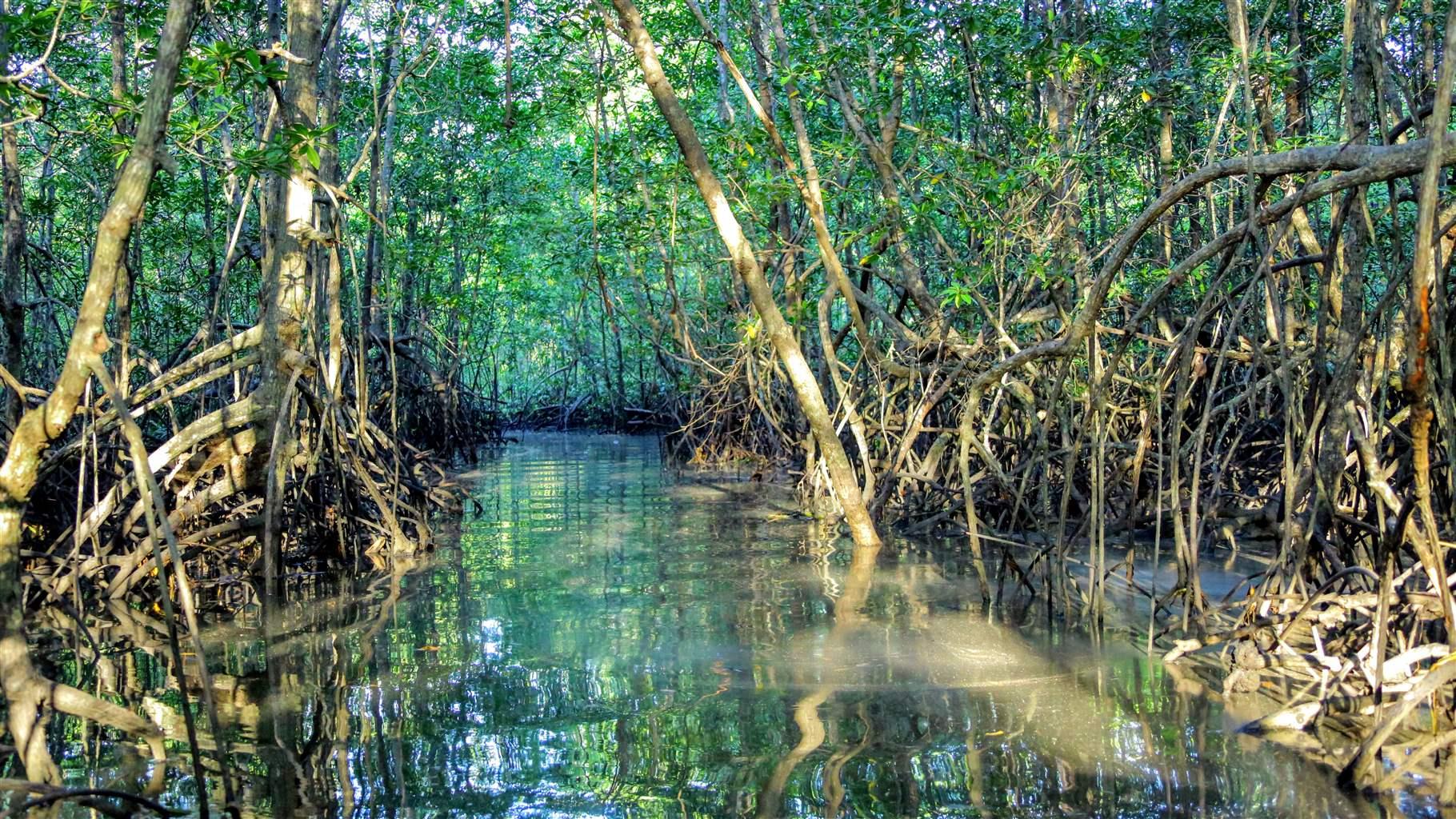Costa Rica Ensures Future for Its Mangrove Forests | The Pew Charitable ...