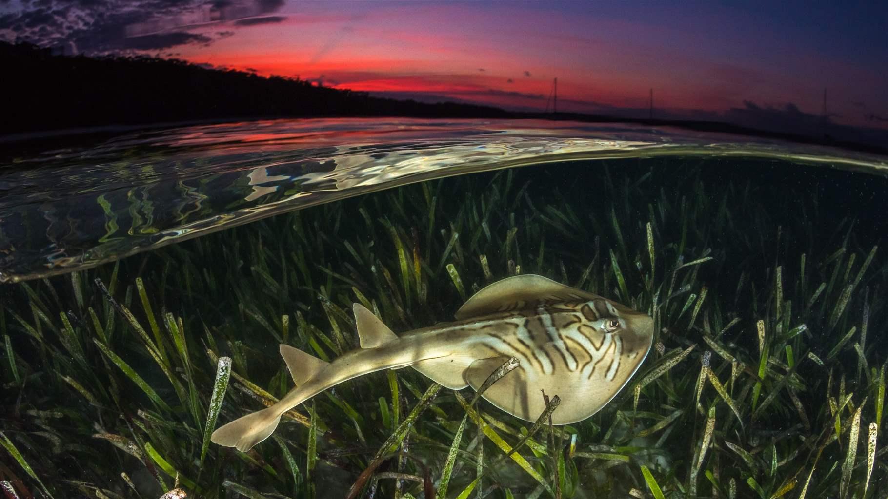 7 Reasons to Protect Seagrass | The Pew Charitable Trusts