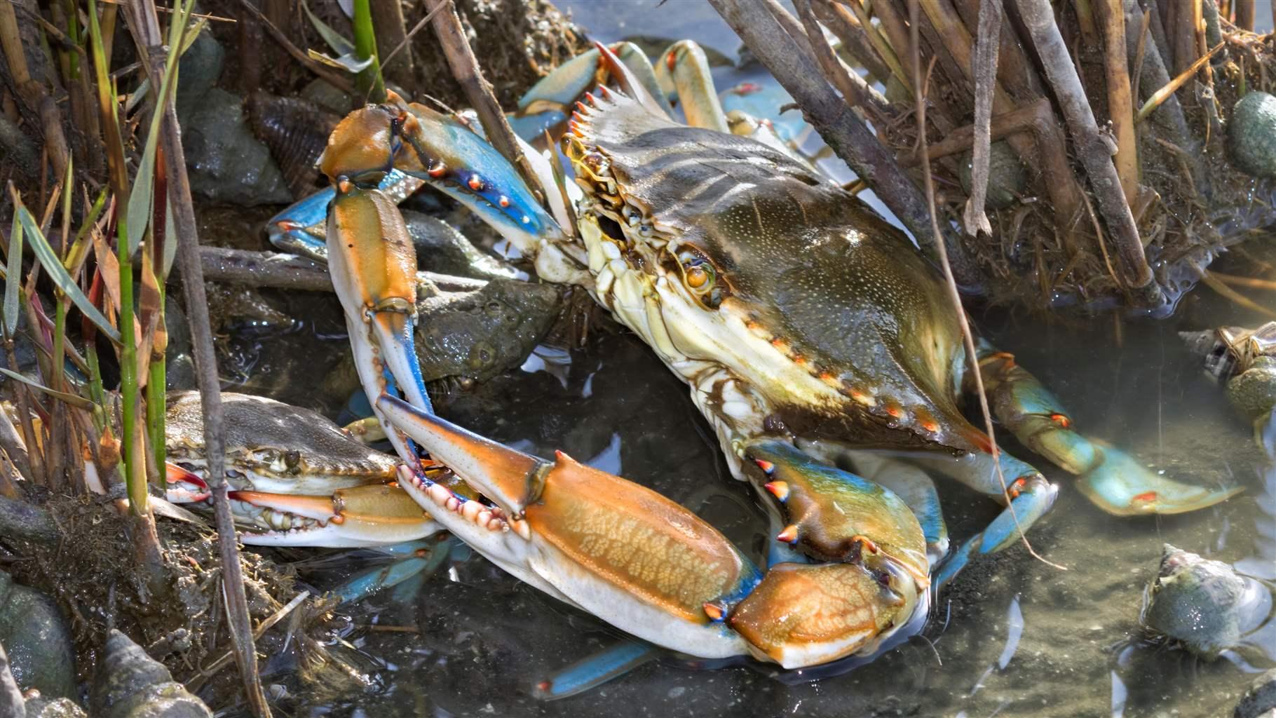 6 Types of Wildlife and Plants That Thrive in Salt Marshes | The Pew ...
