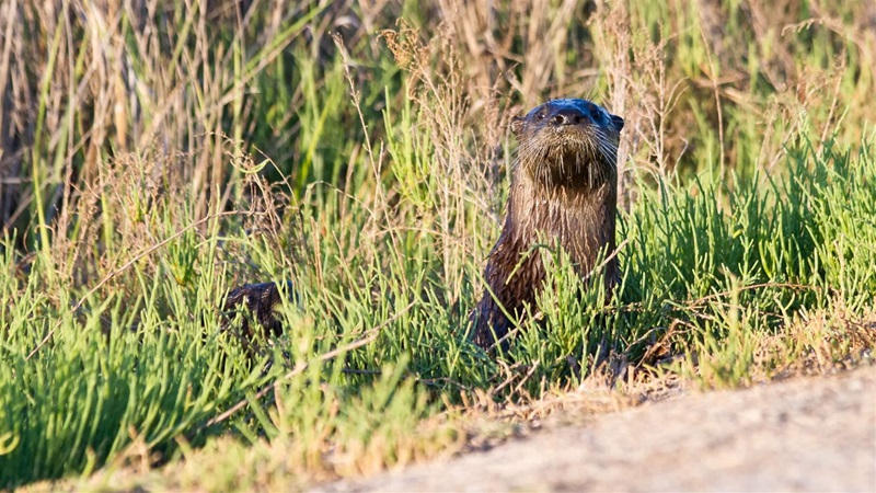 6 Types of Wildlife and Plants That Thrive in Salt Marshes | The Pew ...