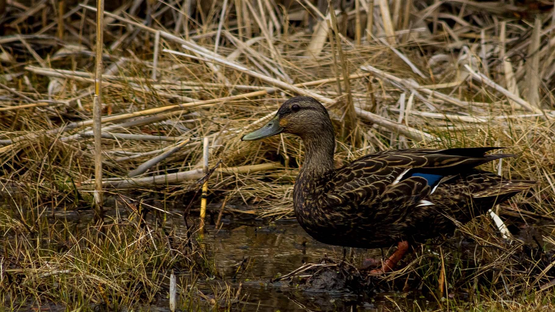 6 Types of Wildlife and Plants That Thrive in Salt Marshes | The Pew ...