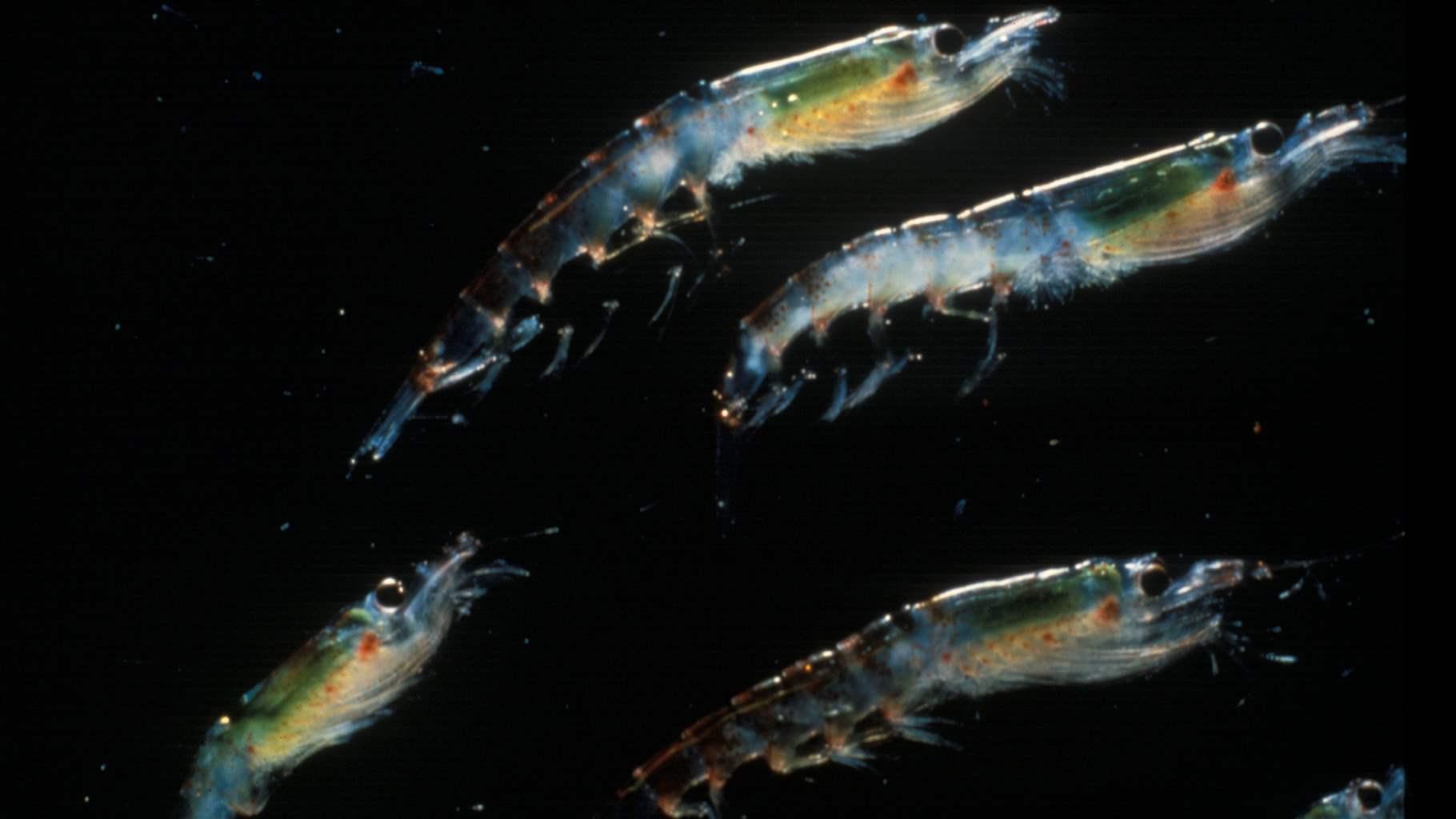 krill clusters