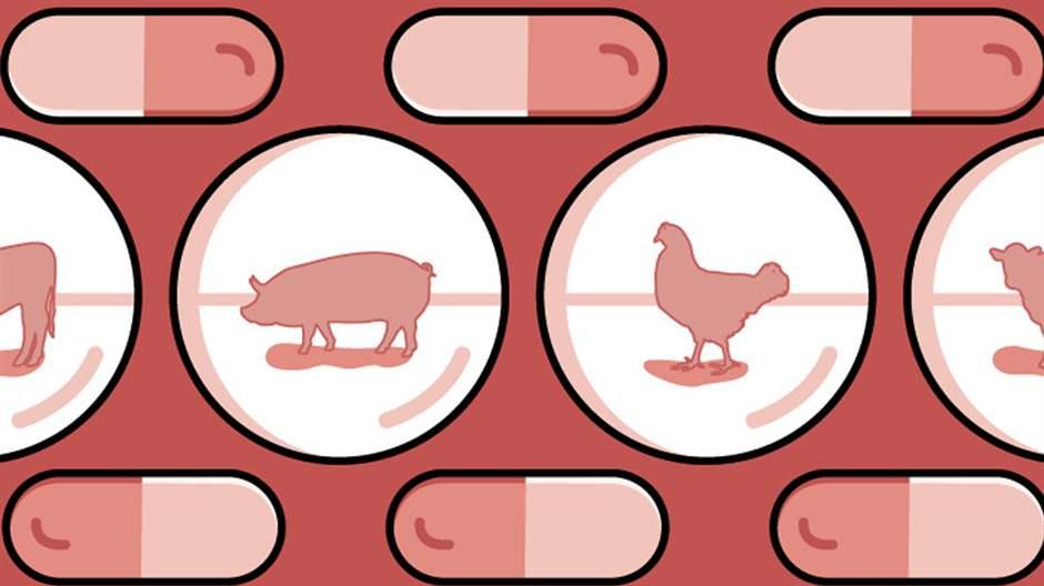 FDA Must Establish Limits for All Animal Antibiotics | The Pew ...