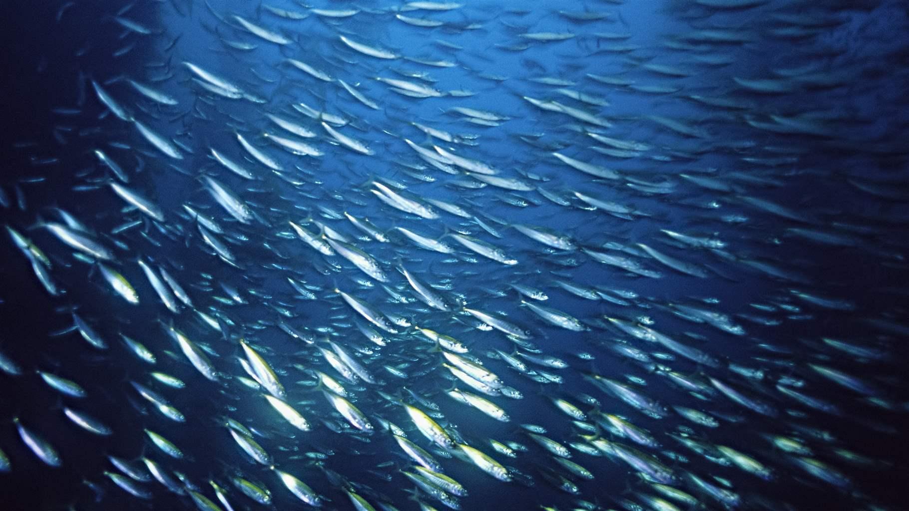 Pew Outlines How NOAA Can Plan for Changing Oceans | The Pew Charitable ...