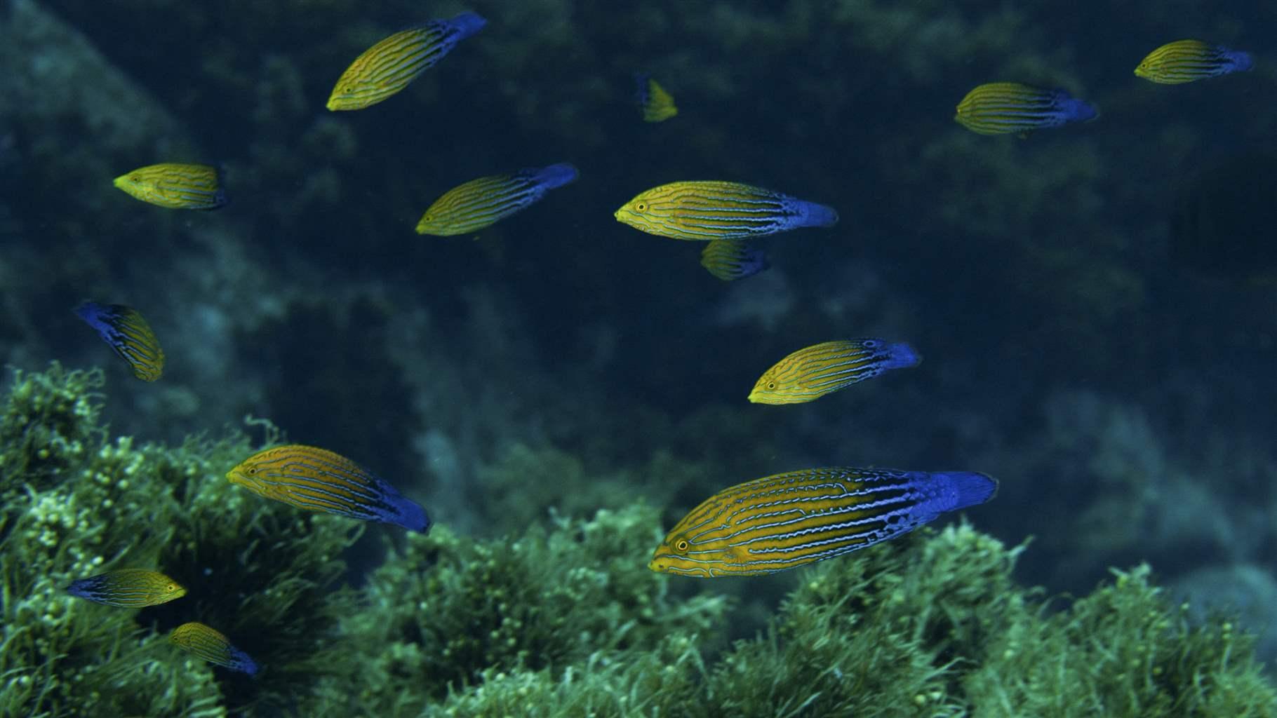 Studies Show Powerful Benefits of Fully Protected Ocean Areas | The Pew ...