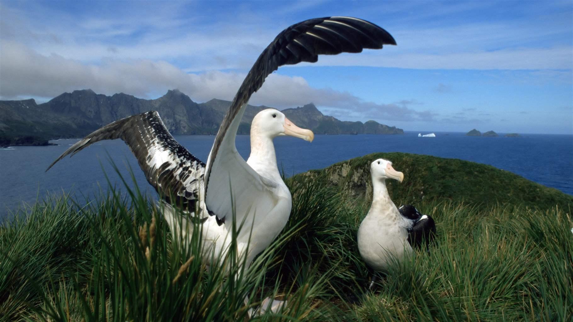 Researchers Identify Key Ocean Areas for Seabird Conservation | The Pew ...