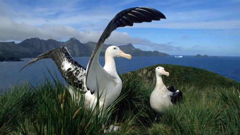 Researchers Identify Key Ocean Areas for Seabird Conservation | The Pew ...