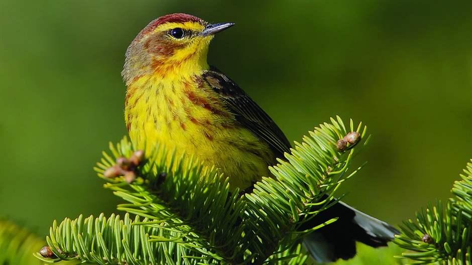 Ten ‘Wild’ Features of Manitoba’s Boreal Forest | The Pew Charitable Trusts