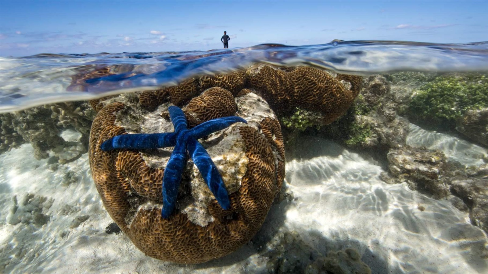 Studies Show Powerful Benefits of Fully Protected Ocean Areas | The Pew ...
