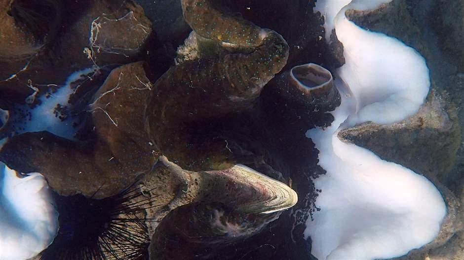 The Underwater World of Giant Clams | The Pew Charitable Trusts