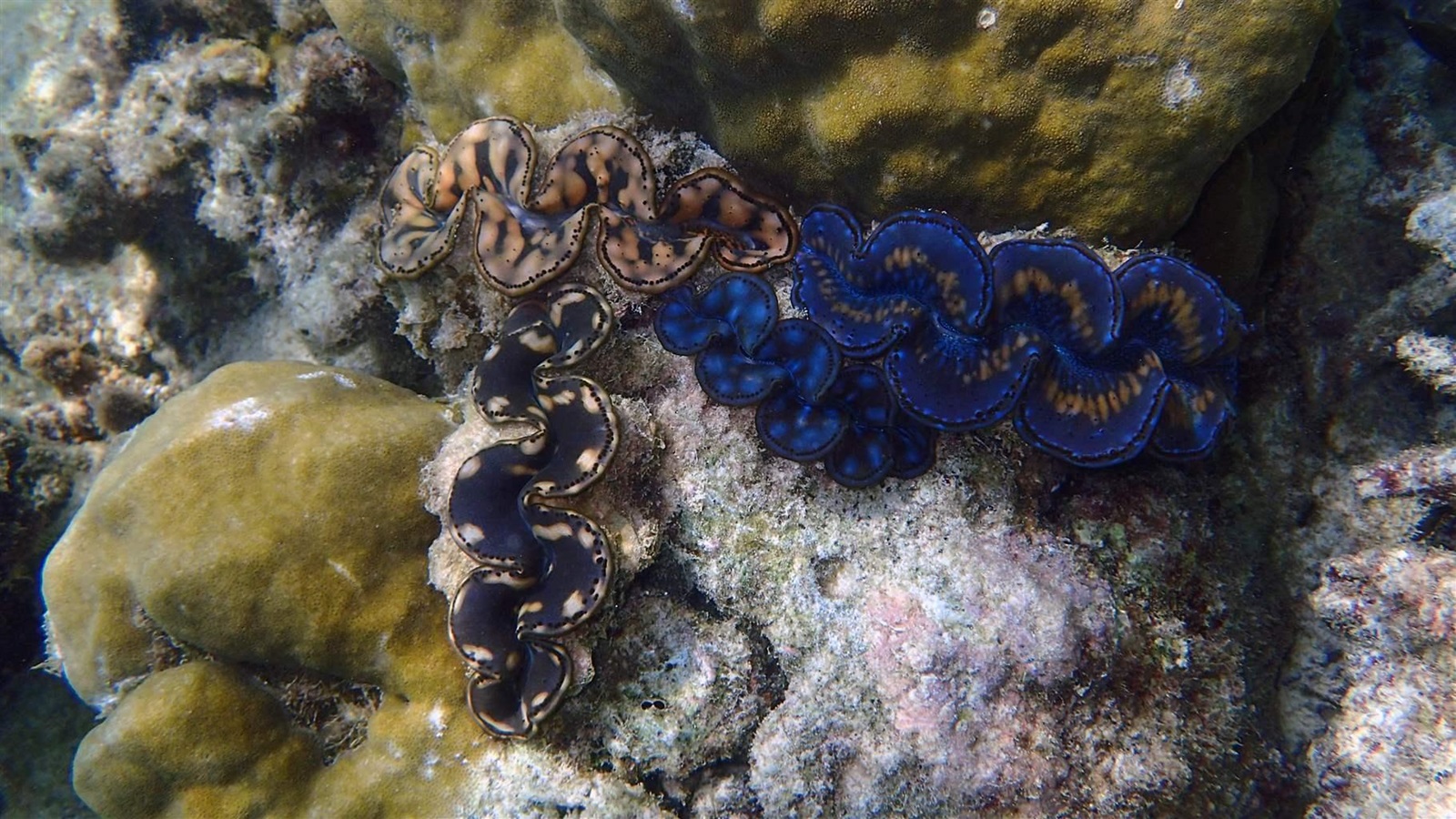 The Underwater World of Giant Clams | The Pew Charitable Trusts