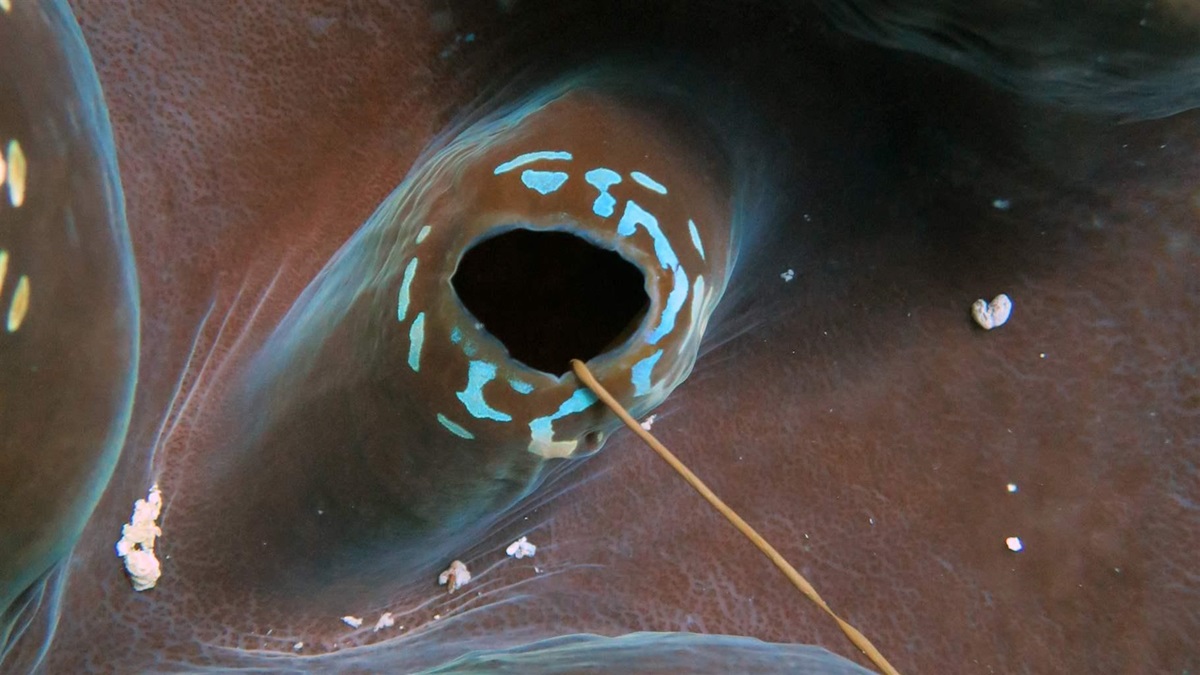 The Underwater World of Giant Clams | The Pew Charitable Trusts