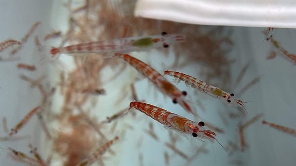 Antarctica's Tiny Giants: Photos From a Creature-Filled Krill ...