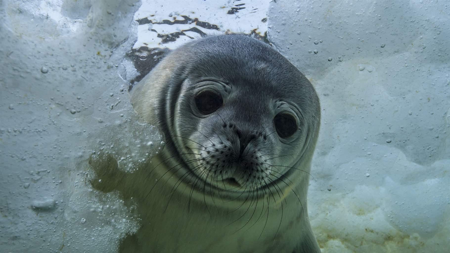 As Tipping Points Near Global Leaders Must Commit to Southern Ocean ...
