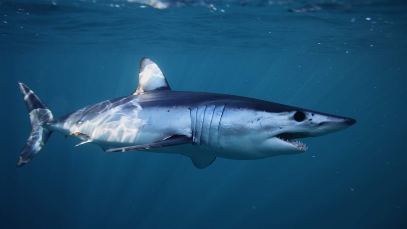 North Atlantic Shortfin Mako Sharks Need Strong Conservation Action Now ...