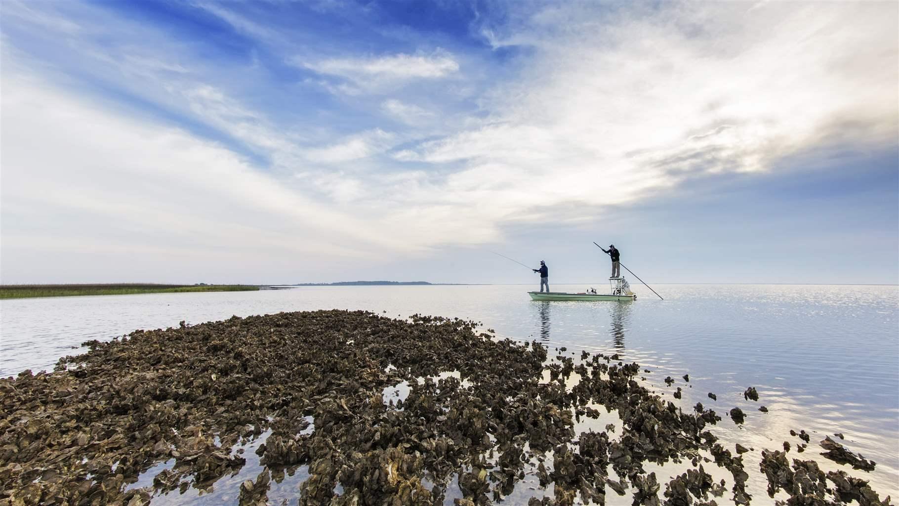11 Ways You Can Enjoy Salt Marshes Also Show Why They Need Protection ...