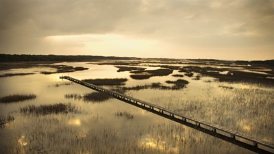 6 Types of Wildlife and Plants That Thrive in Salt Marshes | The Pew ...