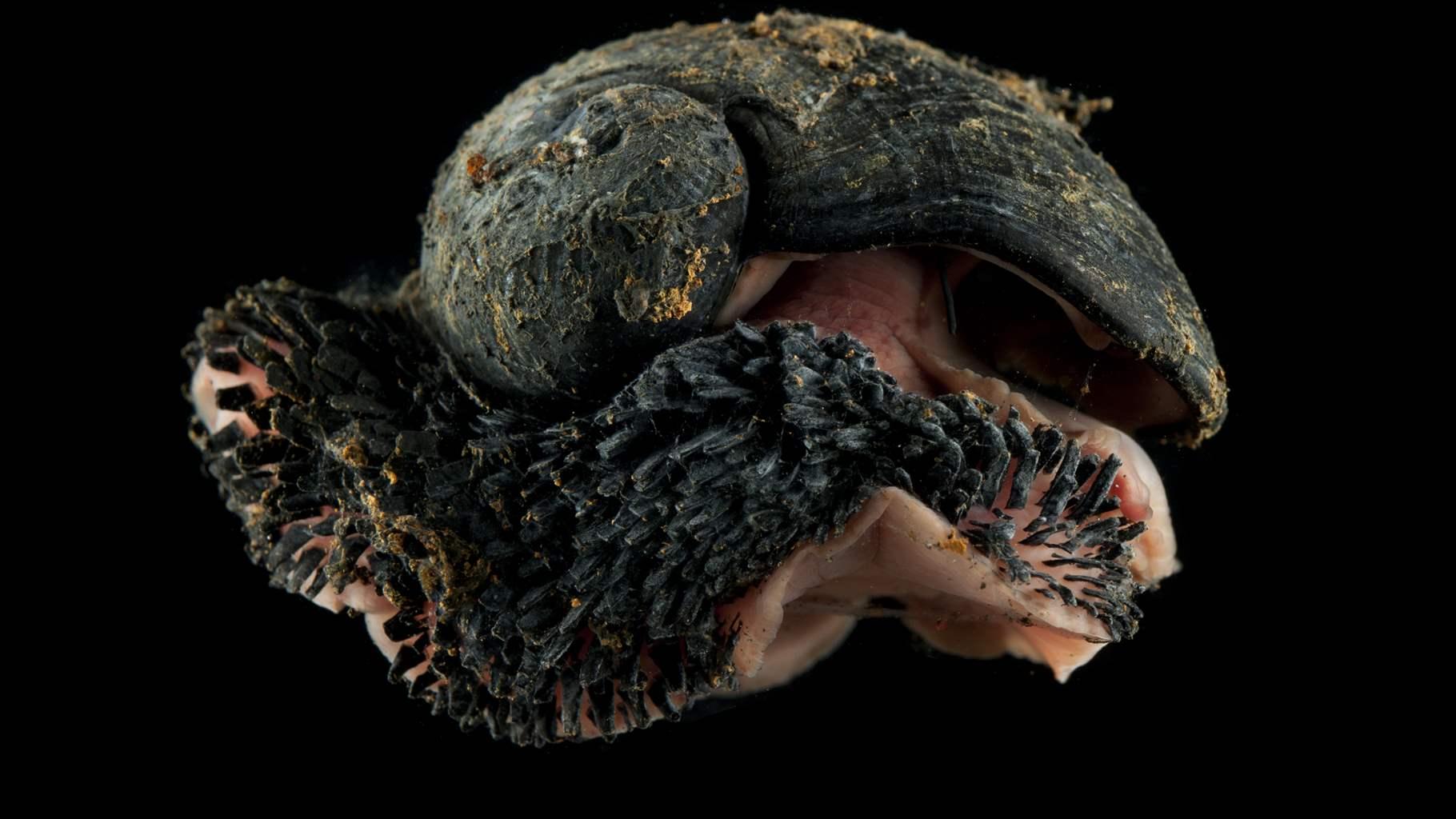 Behind the Quest to Protect the Unique Life Around Deep-Sea Vents | The ...