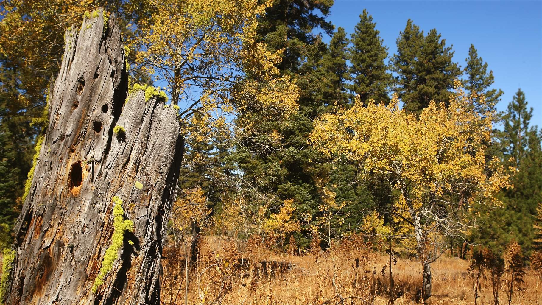 Eastern Oregon National Forests at Risk From Outdated Management Plans ...
