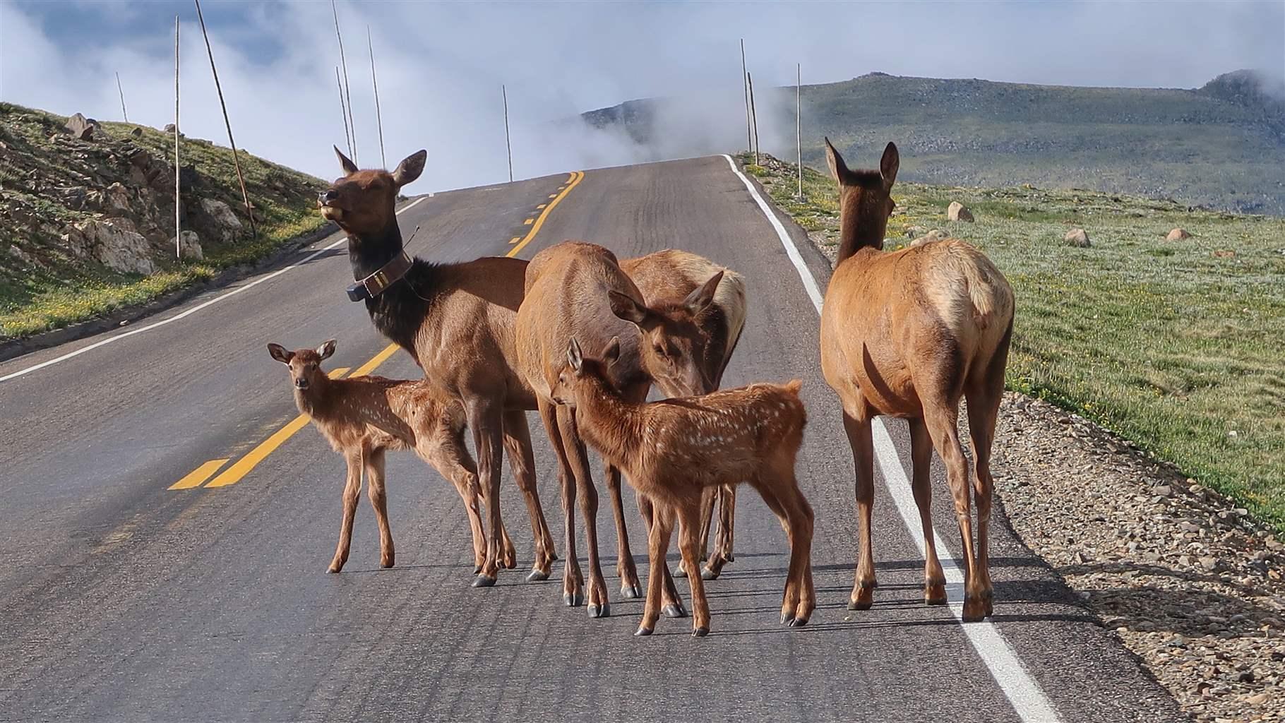 New Wildlife Crossing in Colorado Would Save Lives and Money | The Pew ...