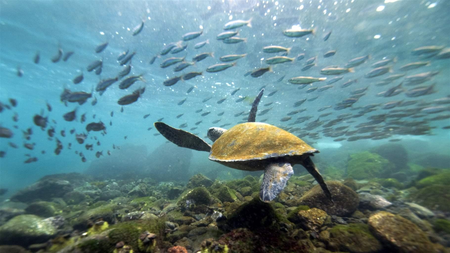To Protect Galápagos Islands, Ecuador Turns to Innovative Financing ...