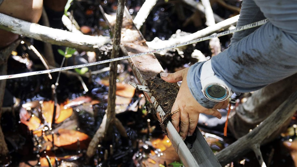 Wetlands Protections in Belize Are Bolstered by Science | The Pew ...