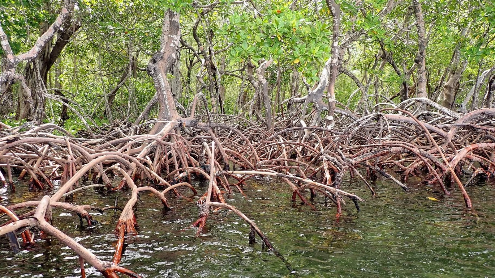 Wetlands Protections in Belize Are Bolstered by Science | The Pew ...