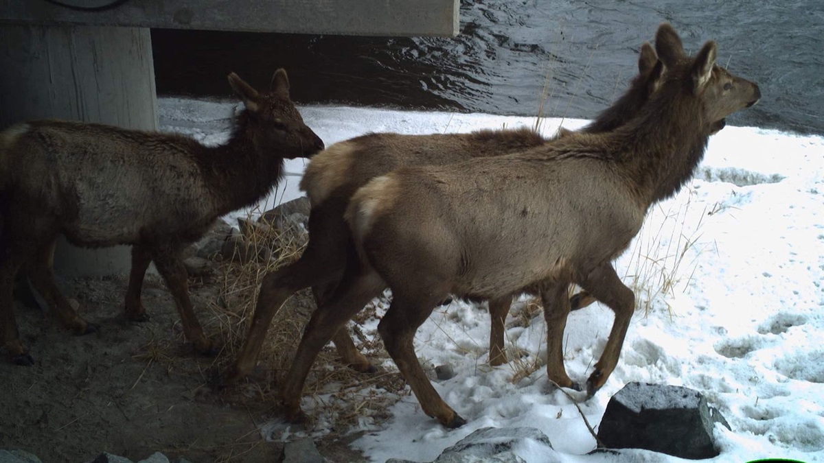 To Keep Wildlife Off Roads and Trails, Wyoming Builds More Crossings ...