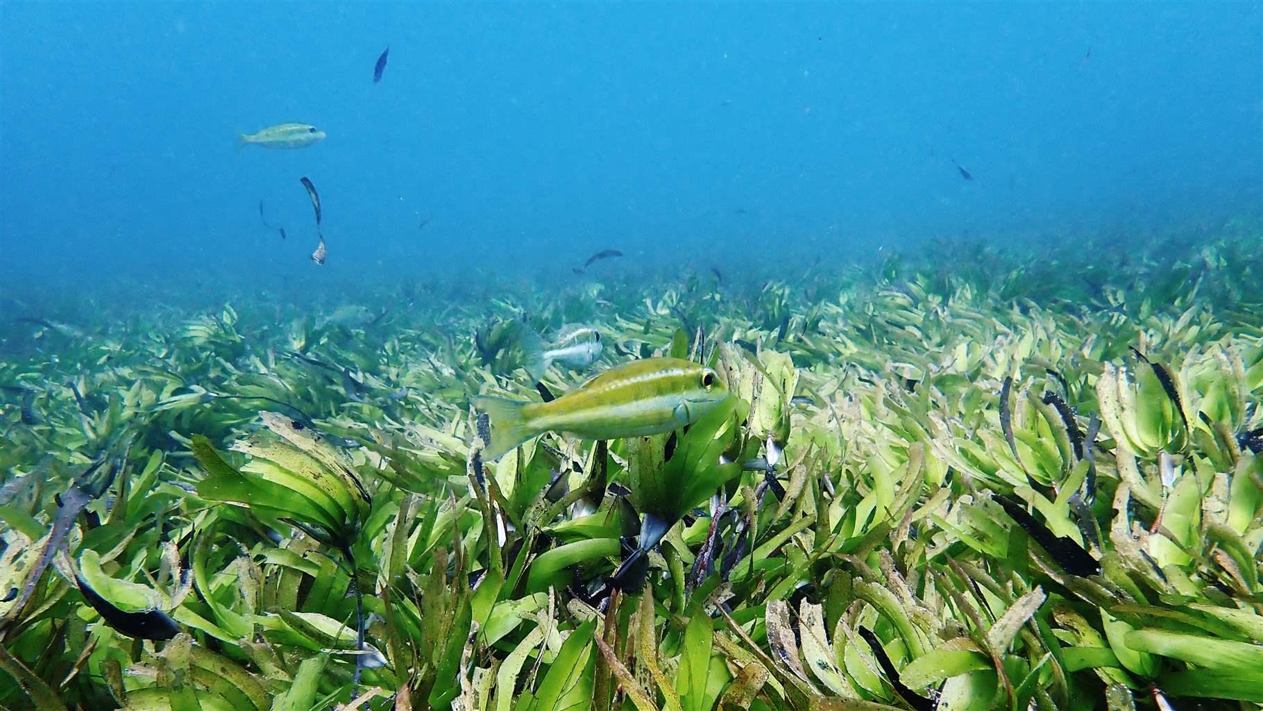 Seychelles' 'Grass-Roots' Effort to Name Seagrass Supports Conservation ...