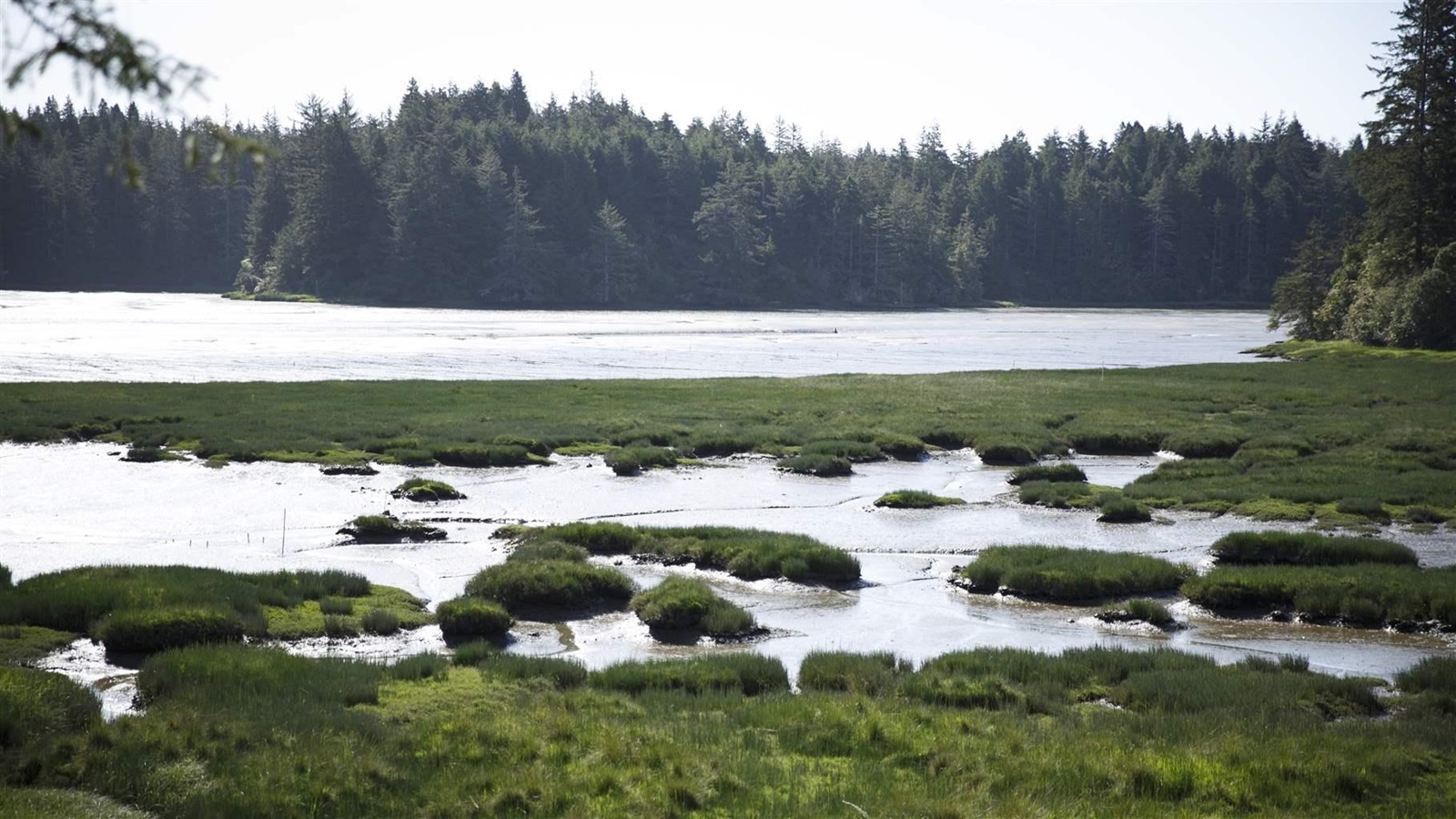 States Harness Coastal Wetlands to Meet Climate Goals | The Pew ...