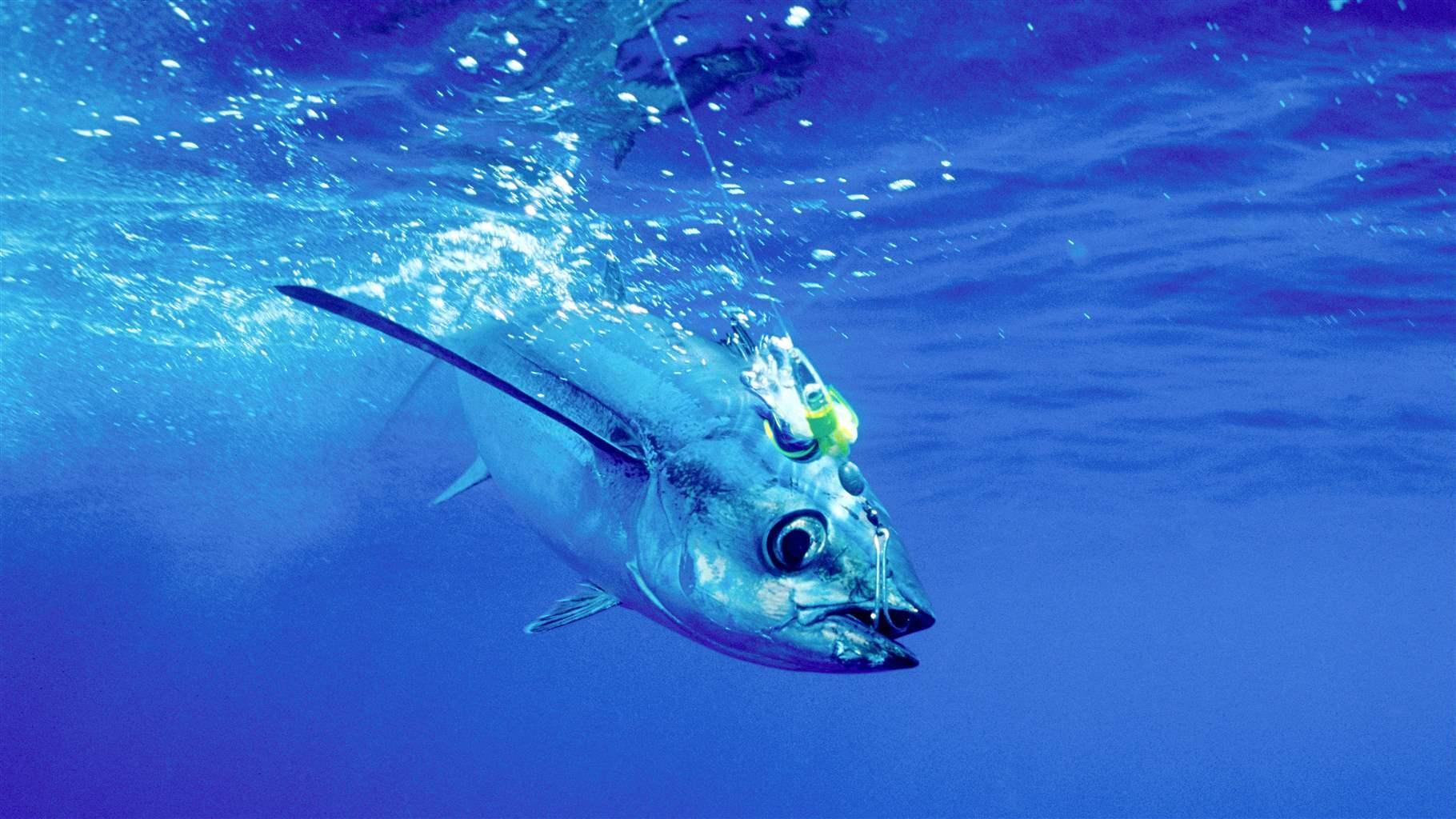 To Protect North Pacific Albacore Fishery, Management Organizations ...