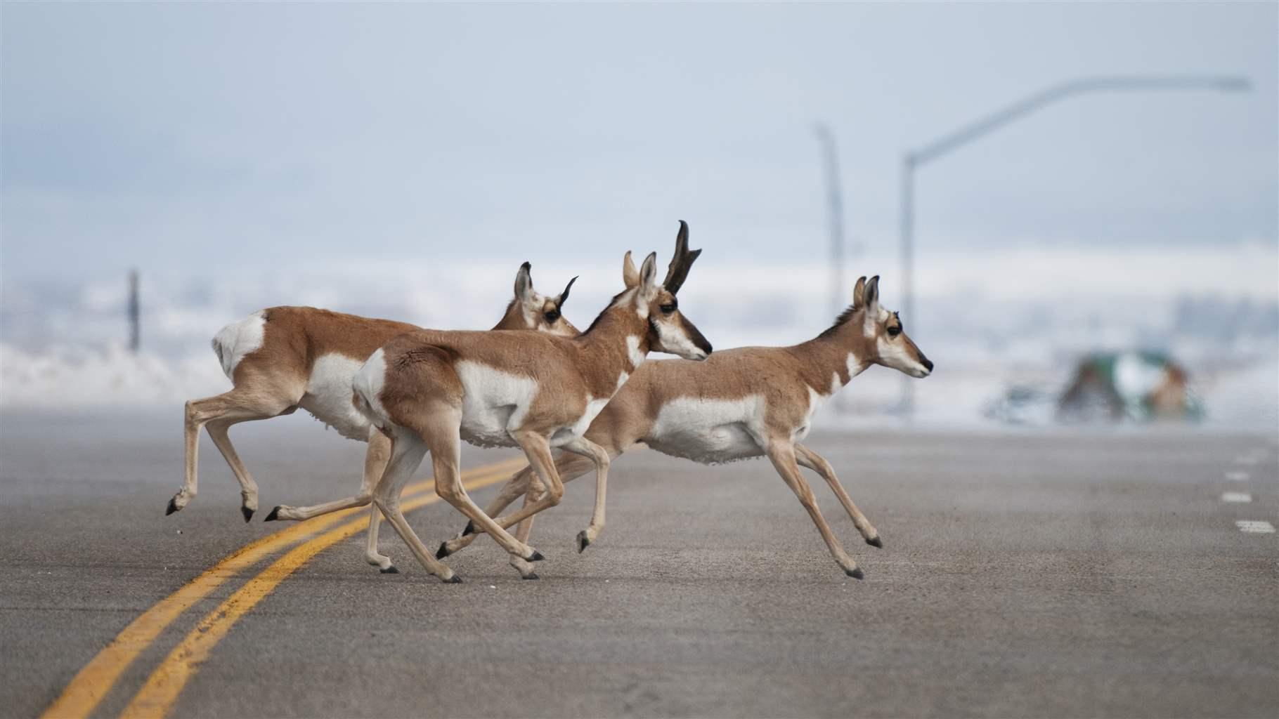 To Better Protect Fish and Wildlife, Congress Should Conserve Migration ...