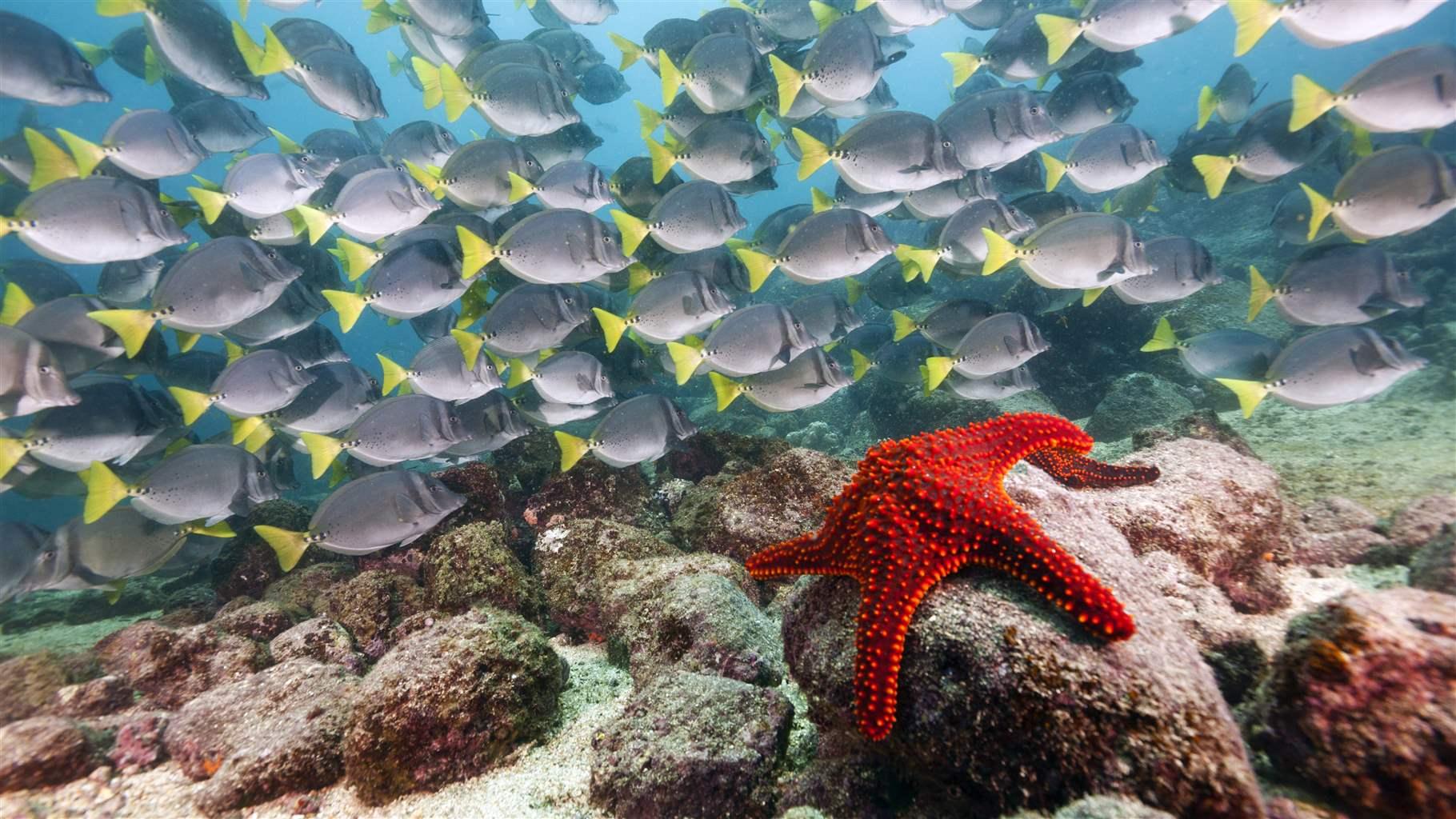 The Eastern Tropical Pacific Marine Corridor | The Pew Charitable Trusts
