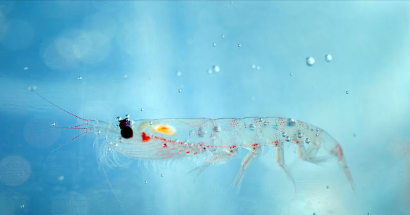 8 Facts About Antarctic Krill Show Why They Need Greater Protection ...