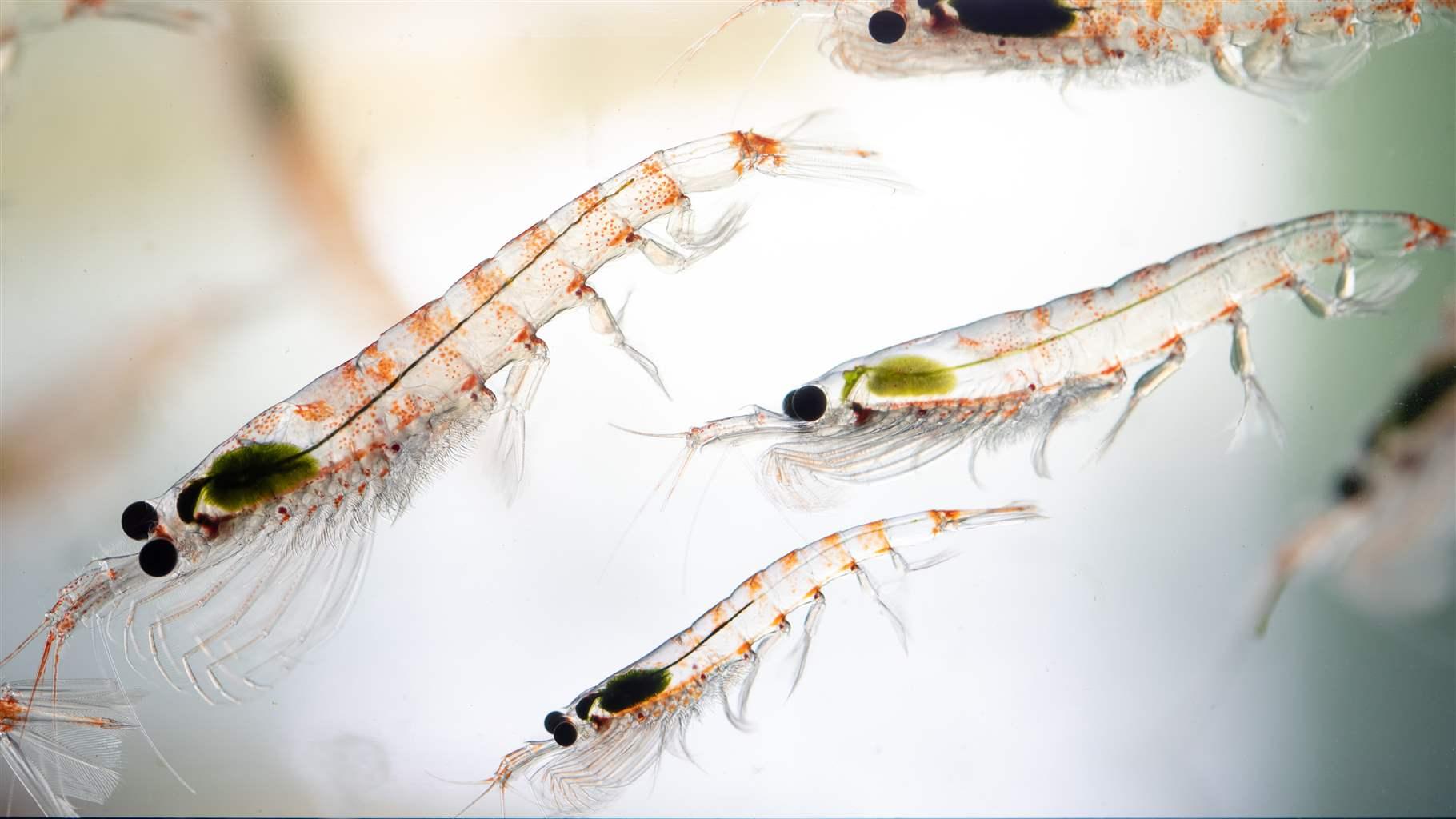 Test Your Knowledge on Krill | The Pew Charitable Trusts