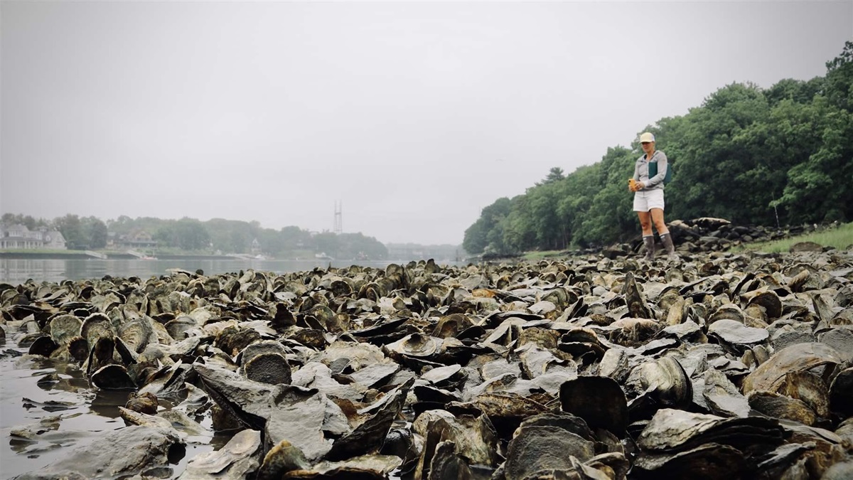 Connecticut's Shellfish Population Gets a Boost With State's First ...