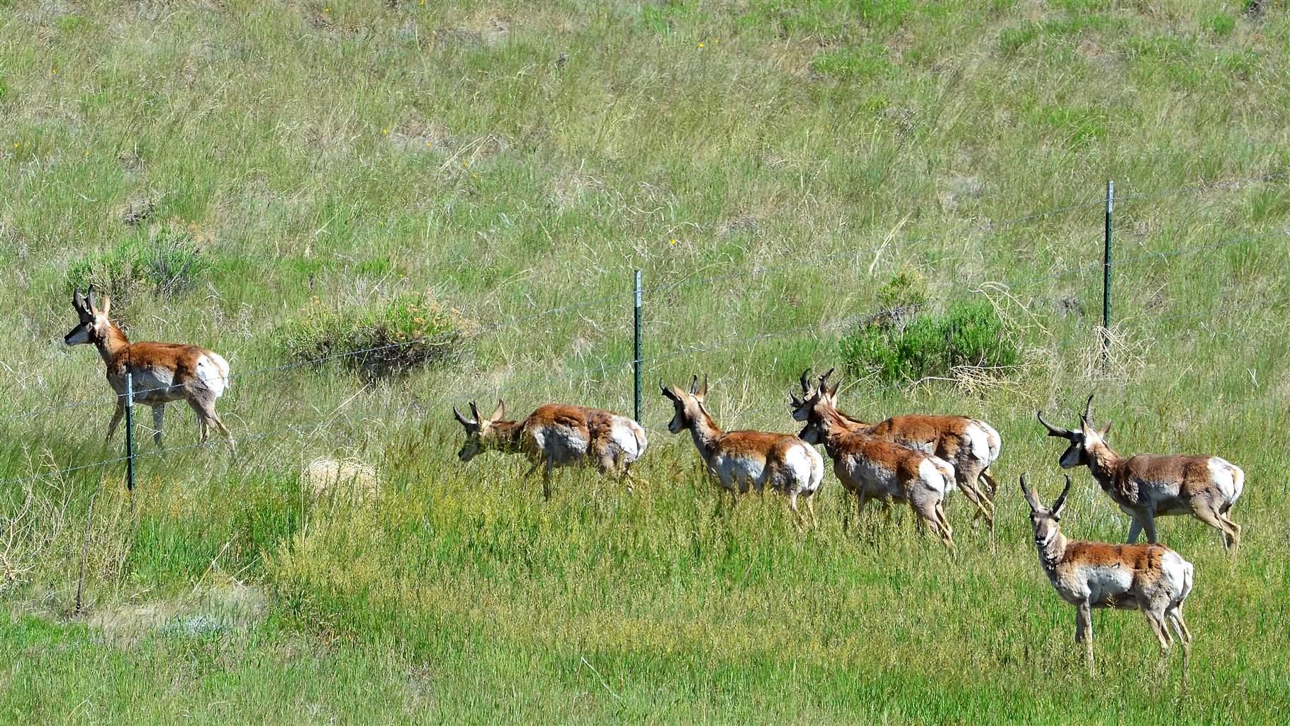 In Colorado, A New Plan Aims to Protect Wildlife Migration Routes | The ...