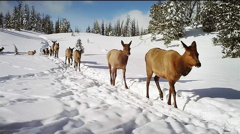 Wildlife Migrations in the U.S. Sustain Species, Ecosystems, and ...