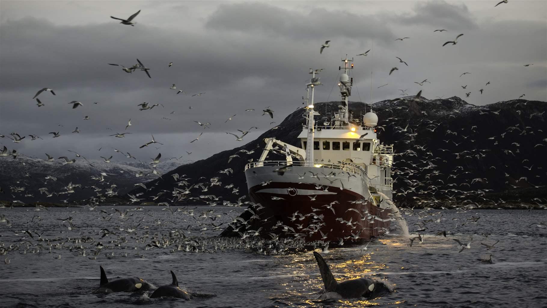 As Fishing Threatens Biodiversity in the Northeast Atlantic, Fisheries ...
