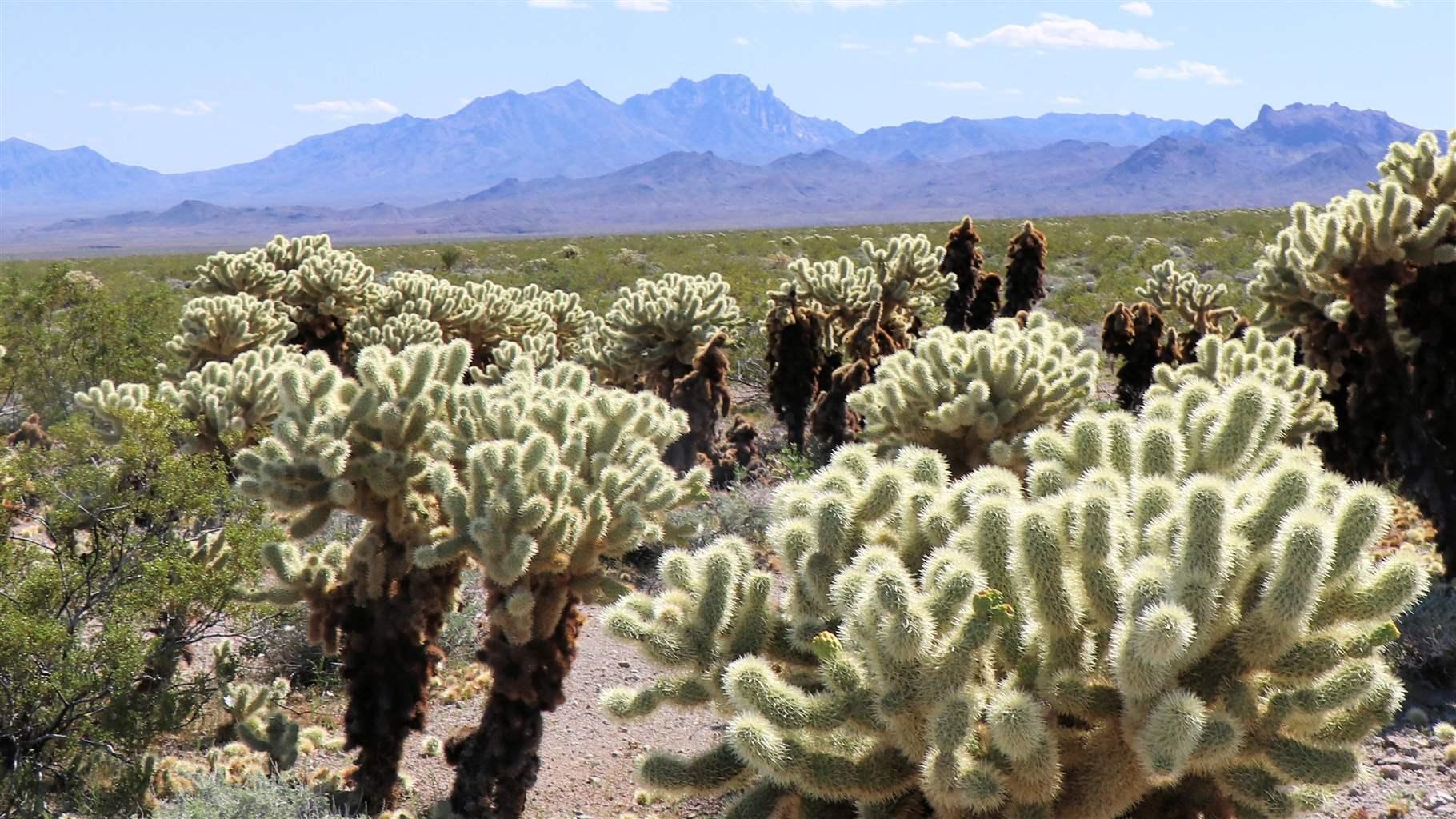 New National Monument in Nevada Would Sustain Indigenous Culture ...