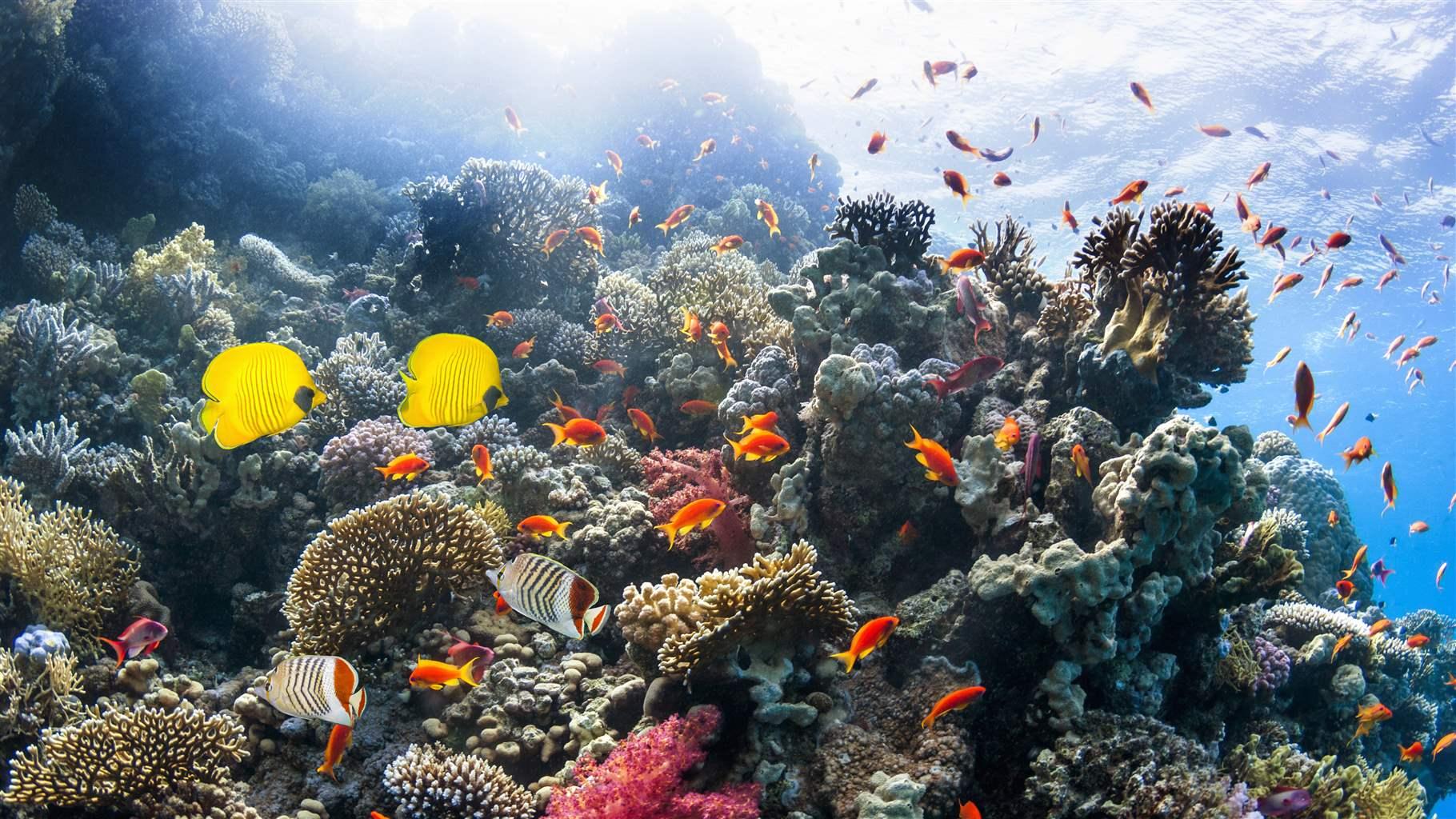 6 Reasons Coral Reefs Deserve Protection | The Pew Charitable Trusts