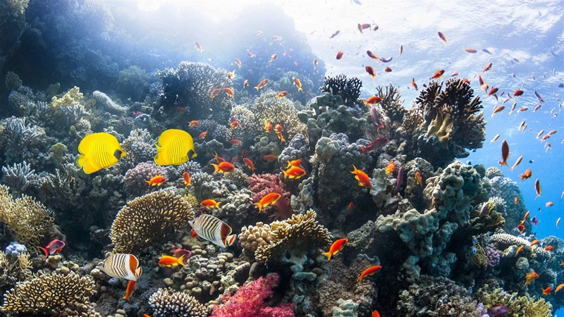 6 Reasons Coral Reefs Deserve Protection | The Pew Charitable Trusts 6 Reasons Coral Reefs Deserve Protection | The Pew Charitable Trusts